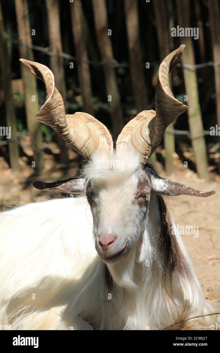 One of the eight autochthonous italian goat breeds hi-res stock ...
