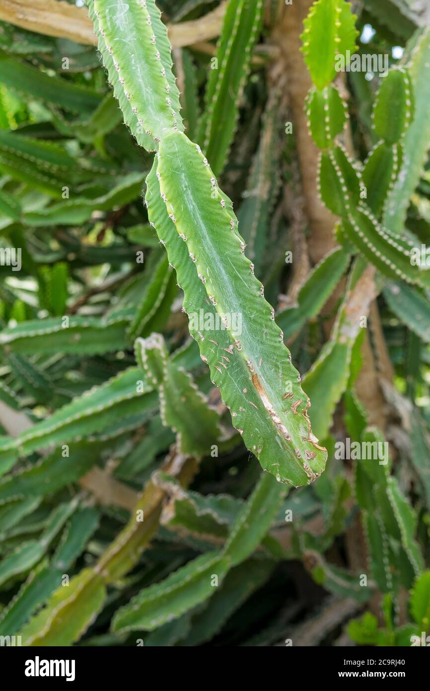 Euphorbia triangularis Tree euphorbia Stock Photo - Alamy