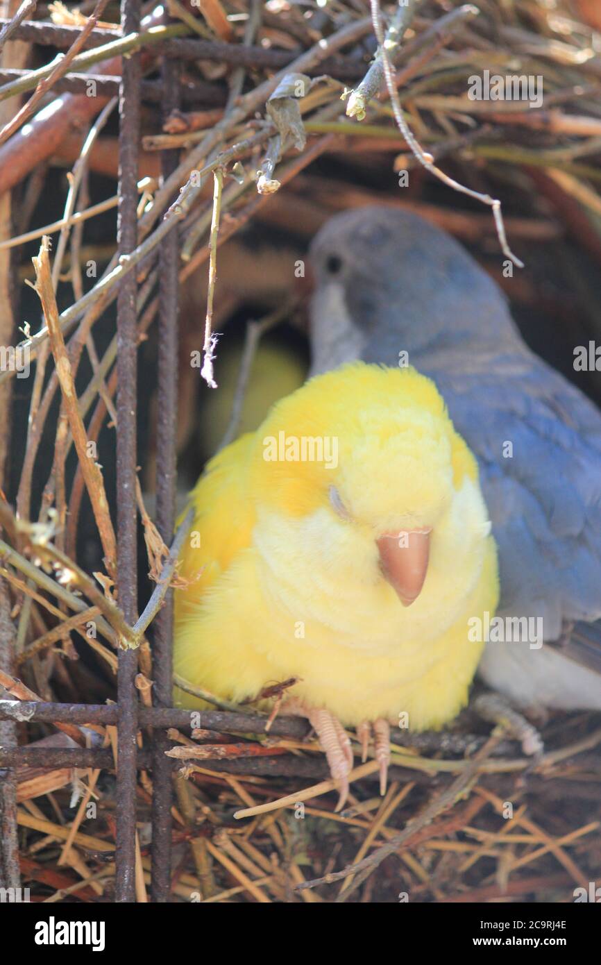 Grey budgie hi-res stock photography and images - Alamy