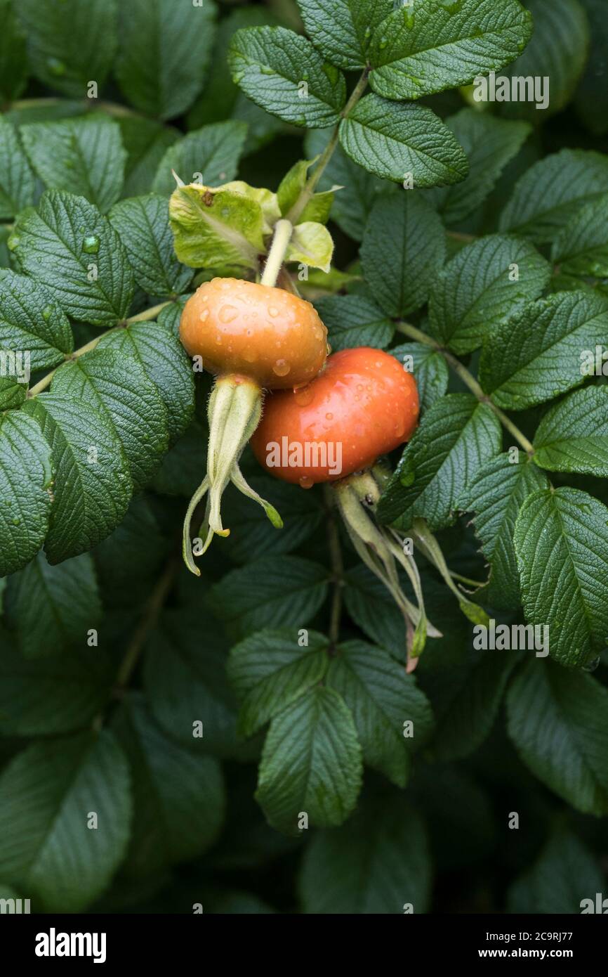 The Rose hips of the Rosa rugosa plant Stock Photo - Alamy