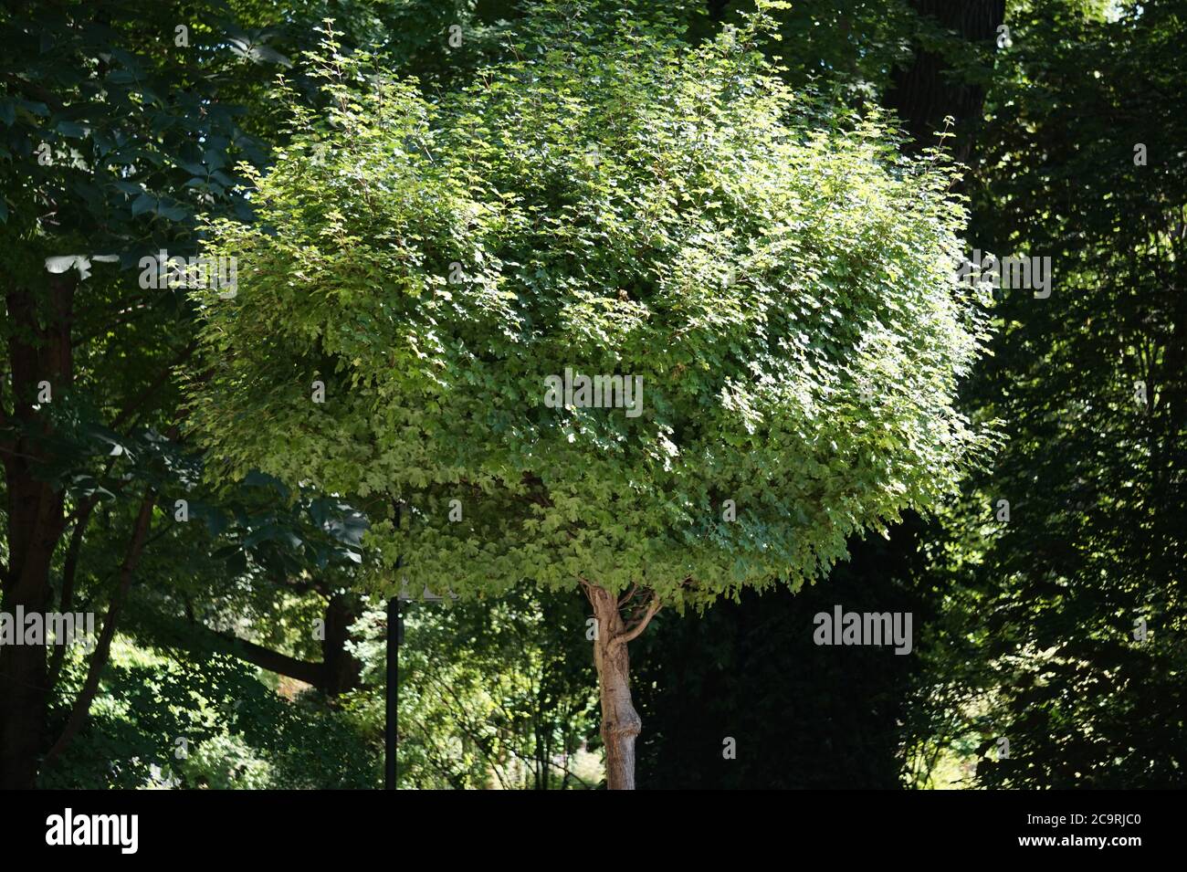 Tree with round crown in garden Stock Photo - Alamy