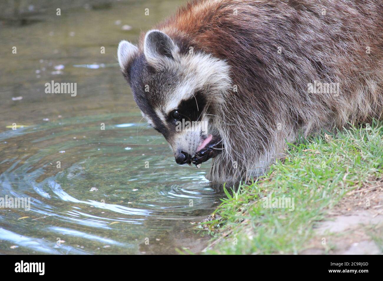 Raccoon in Dierenrijk Mierlo in the Netherlands Stock Photo - Alamy