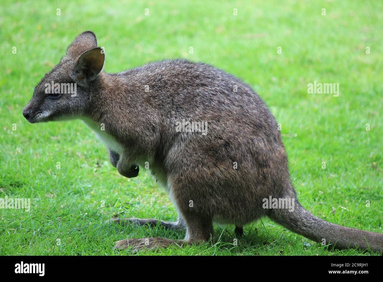 Wallaby diet hi-res stock photography and images - Alamy