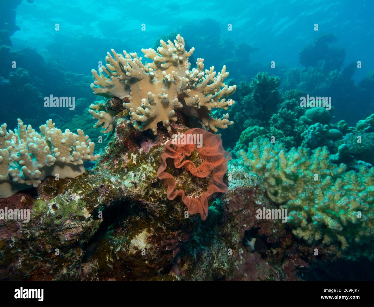 Coral Reef In Spanish at Marco Linder blog