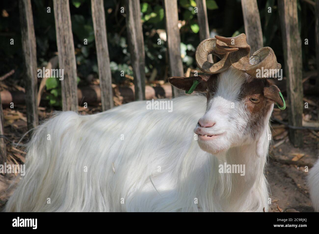 One of the eight autochthonous italian goat breeds hi-res stock ...