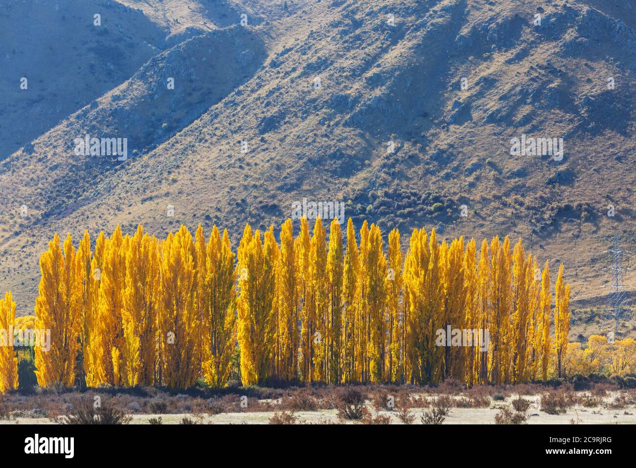 Autumn scene in yellow tones Stock Photo - Alamy