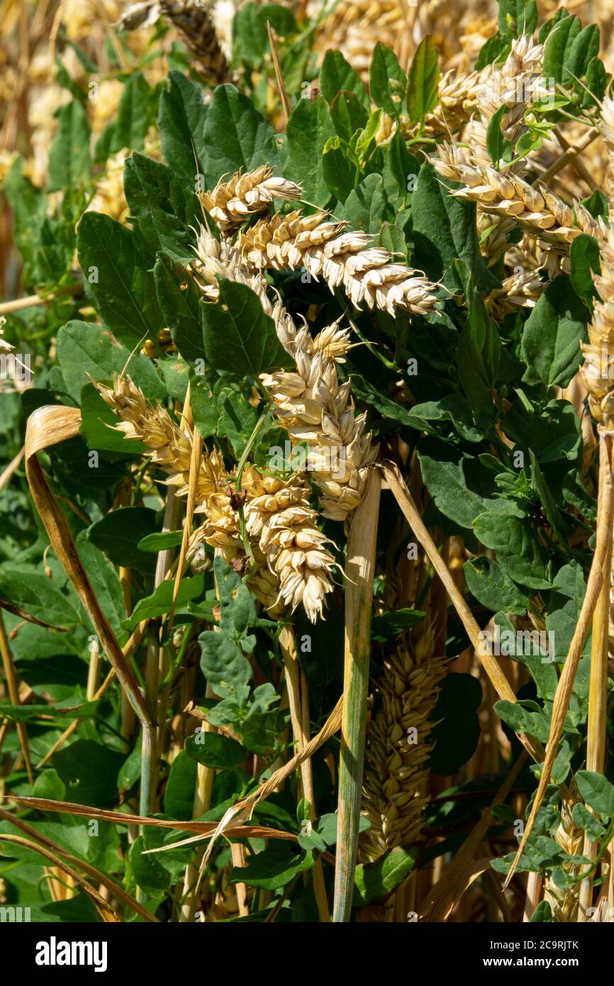 Ears of wheat with bind weed Stock Photo - Alamy