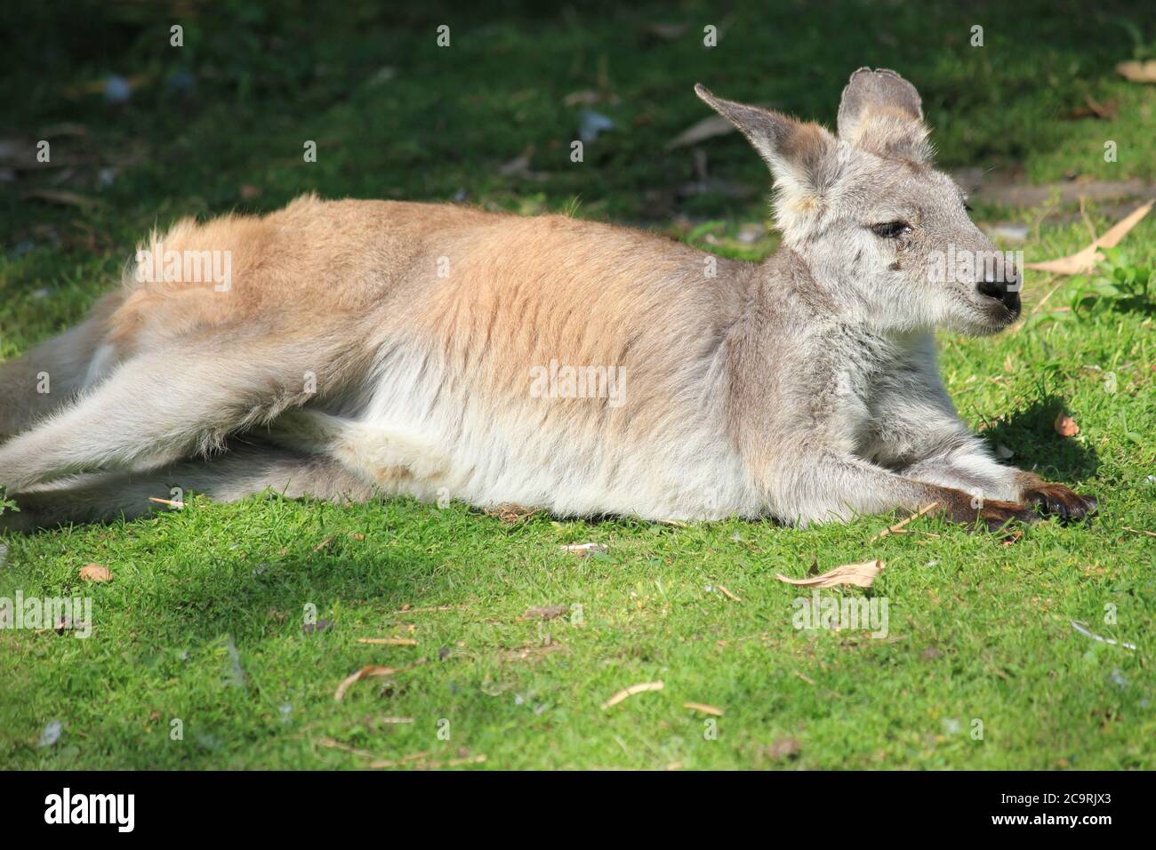 White Dorcopsis High Resolution Stock Photography and Images - Alamy