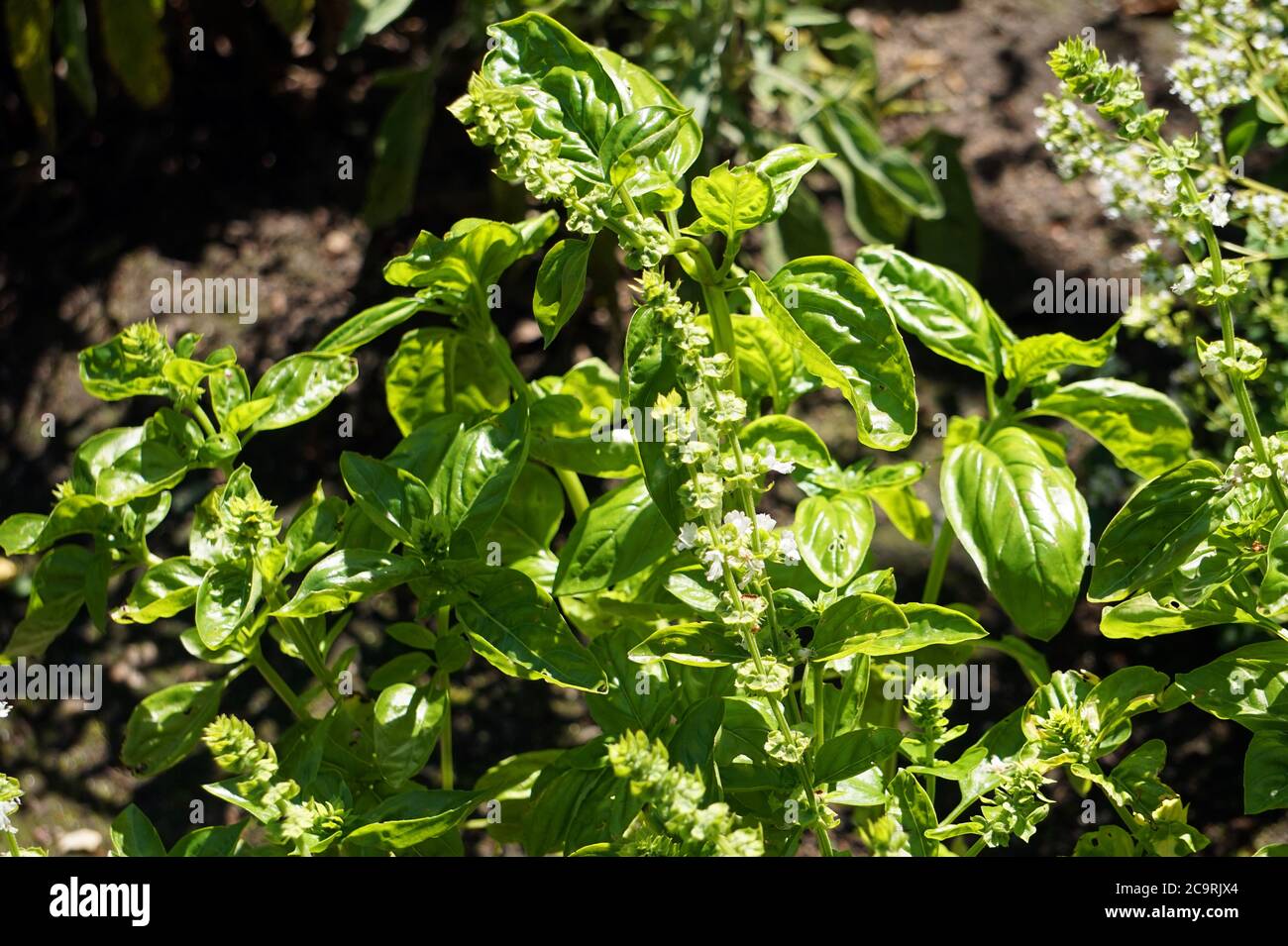 Basil plant outside hi-res stock photography and images - Alamy