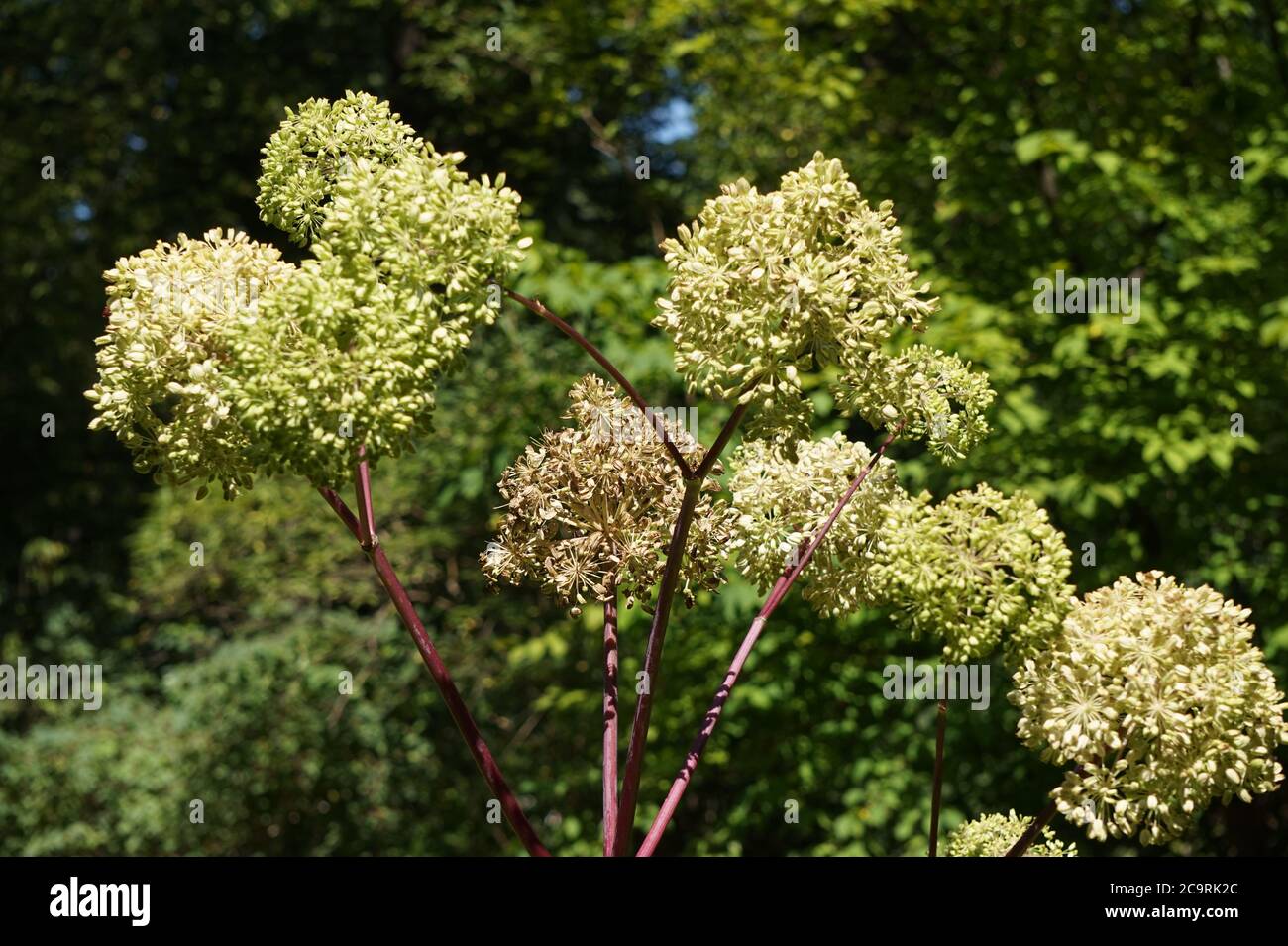 Red stem hi-res stock photography and images - Alamy