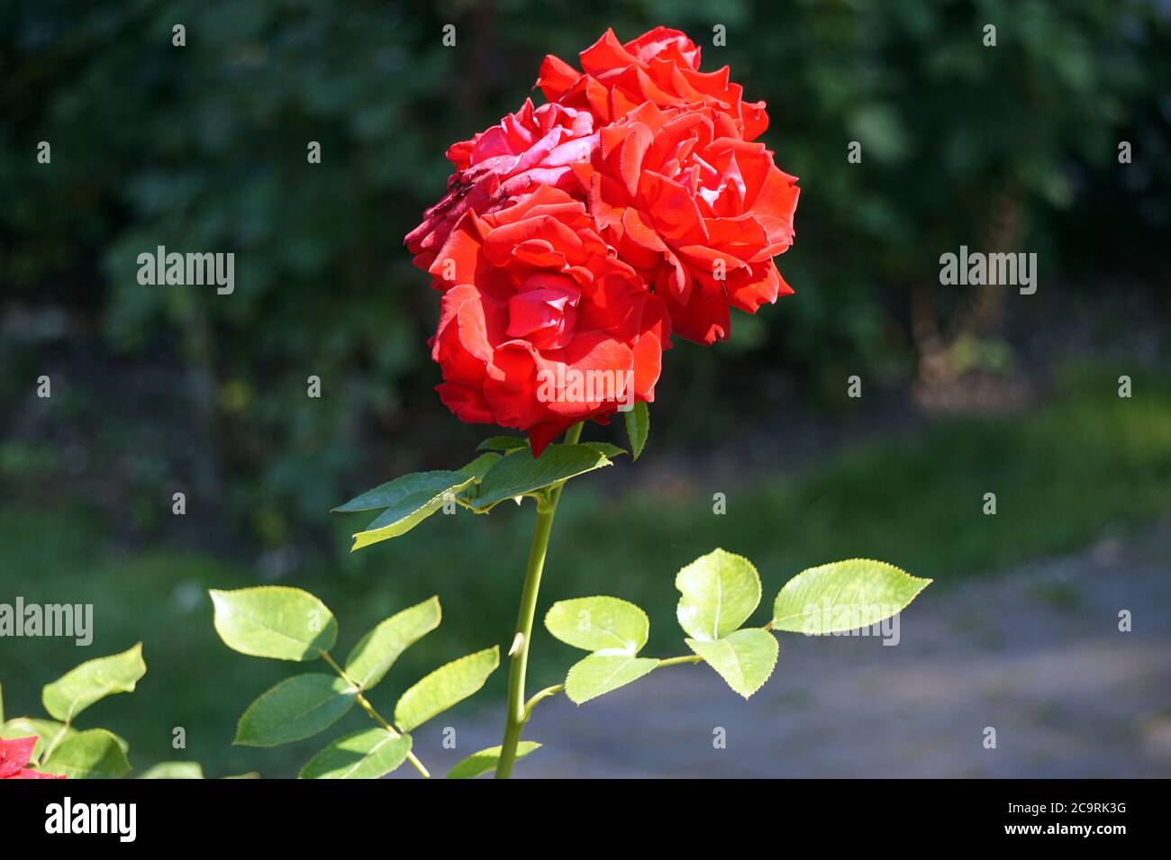 Red rose flower, garden in background Stock Photo - Alamy