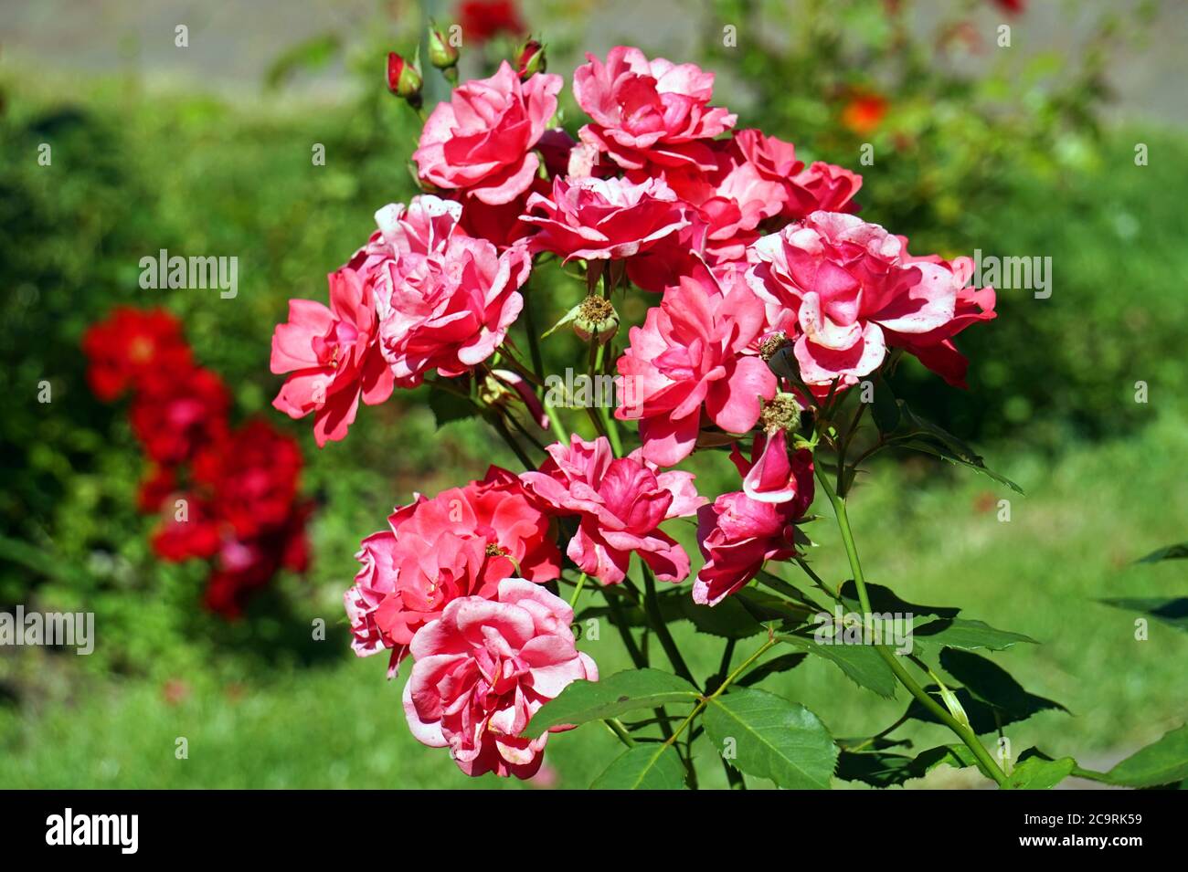 Red and pink roses flowers Stock Photo - Alamy