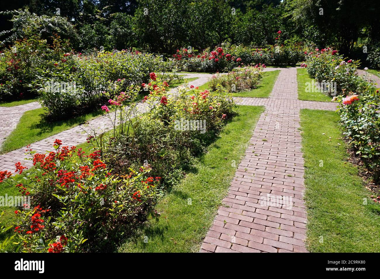 Path in garden, roses flowers Stock Photo - Alamy