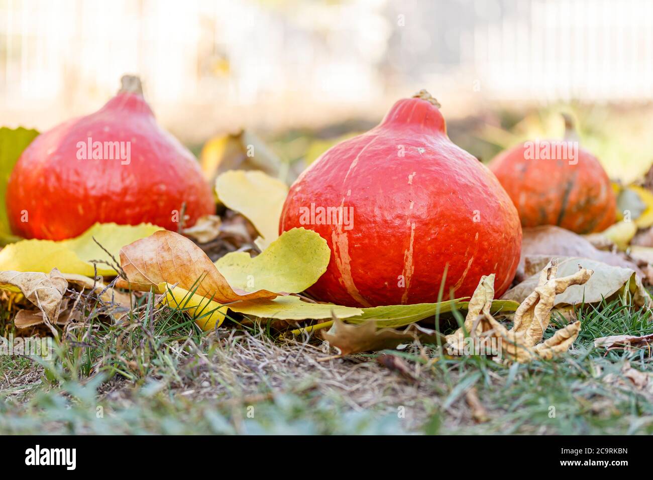 Giant pumpkin close up hi-res stock photography and images - Alamy