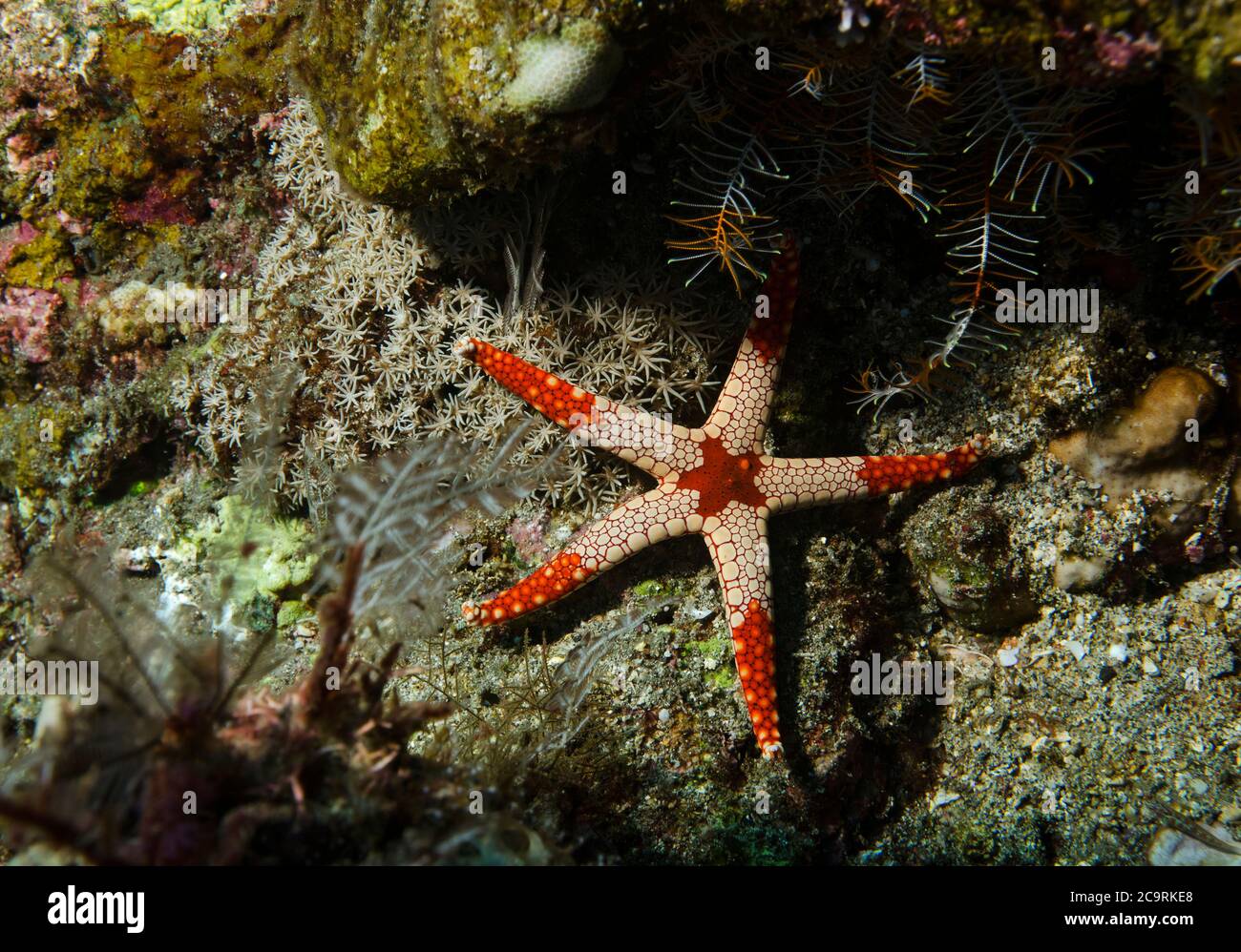 Red tile sea hi-res stock photography and images - Alamy