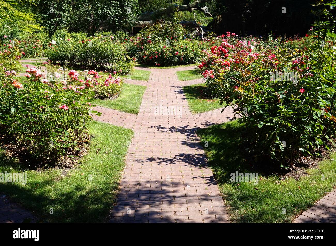 Path in garden, roses flowers Stock Photo - Alamy