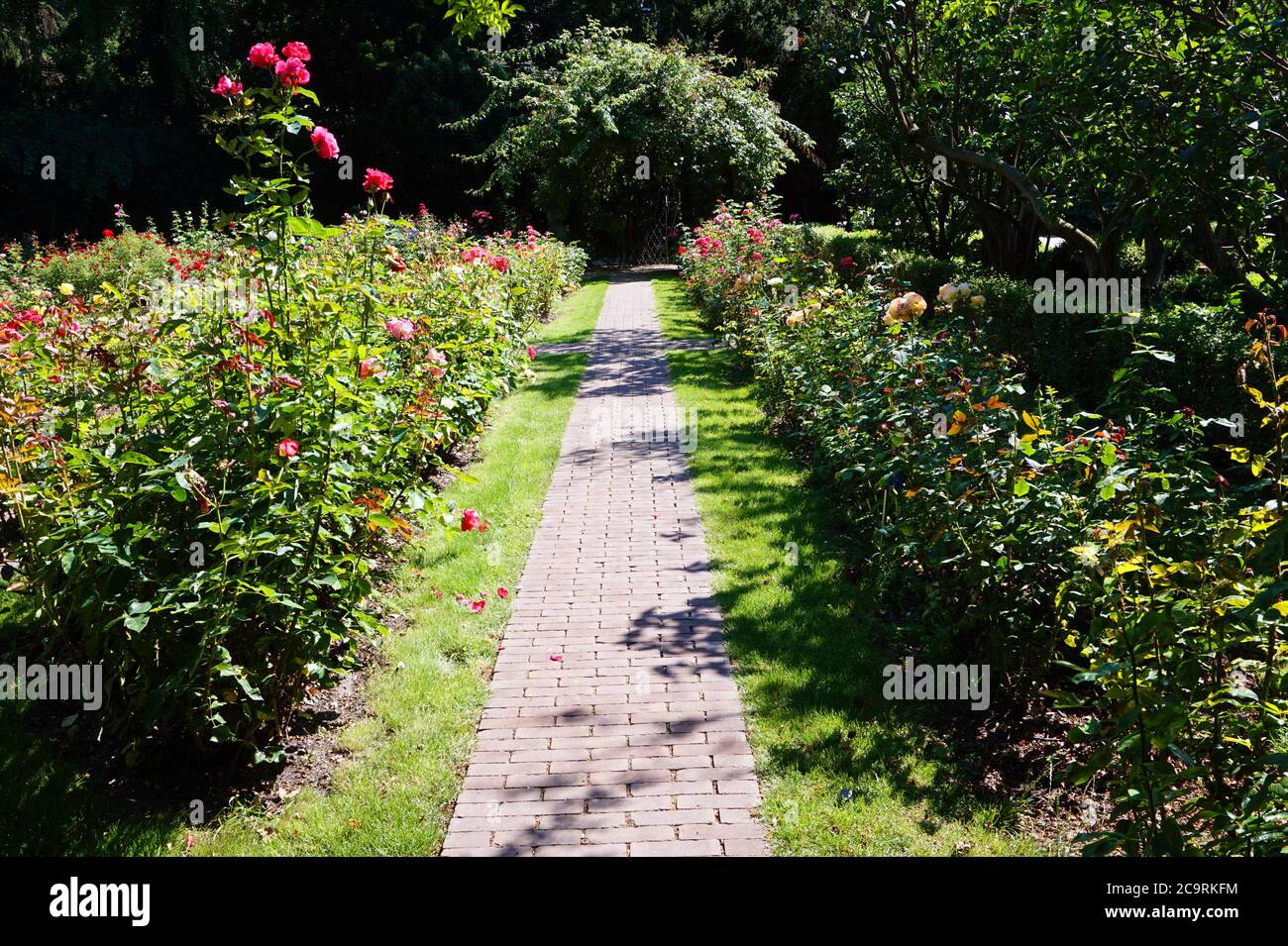 Path in garden, roses flowers Stock Photo - Alamy