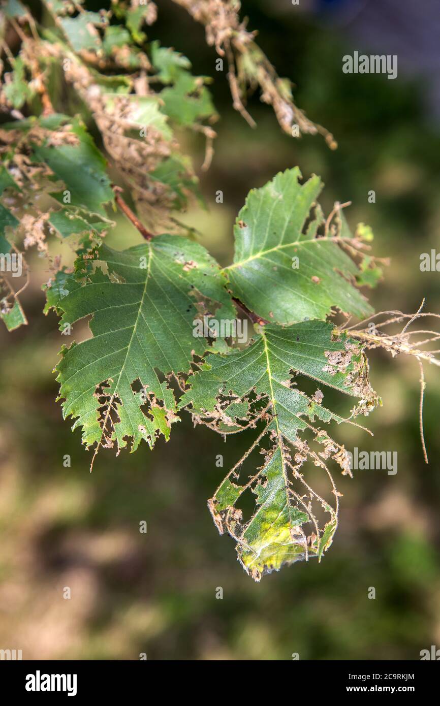 the leaves eaten by caterpillars Stock Photo - Alamy