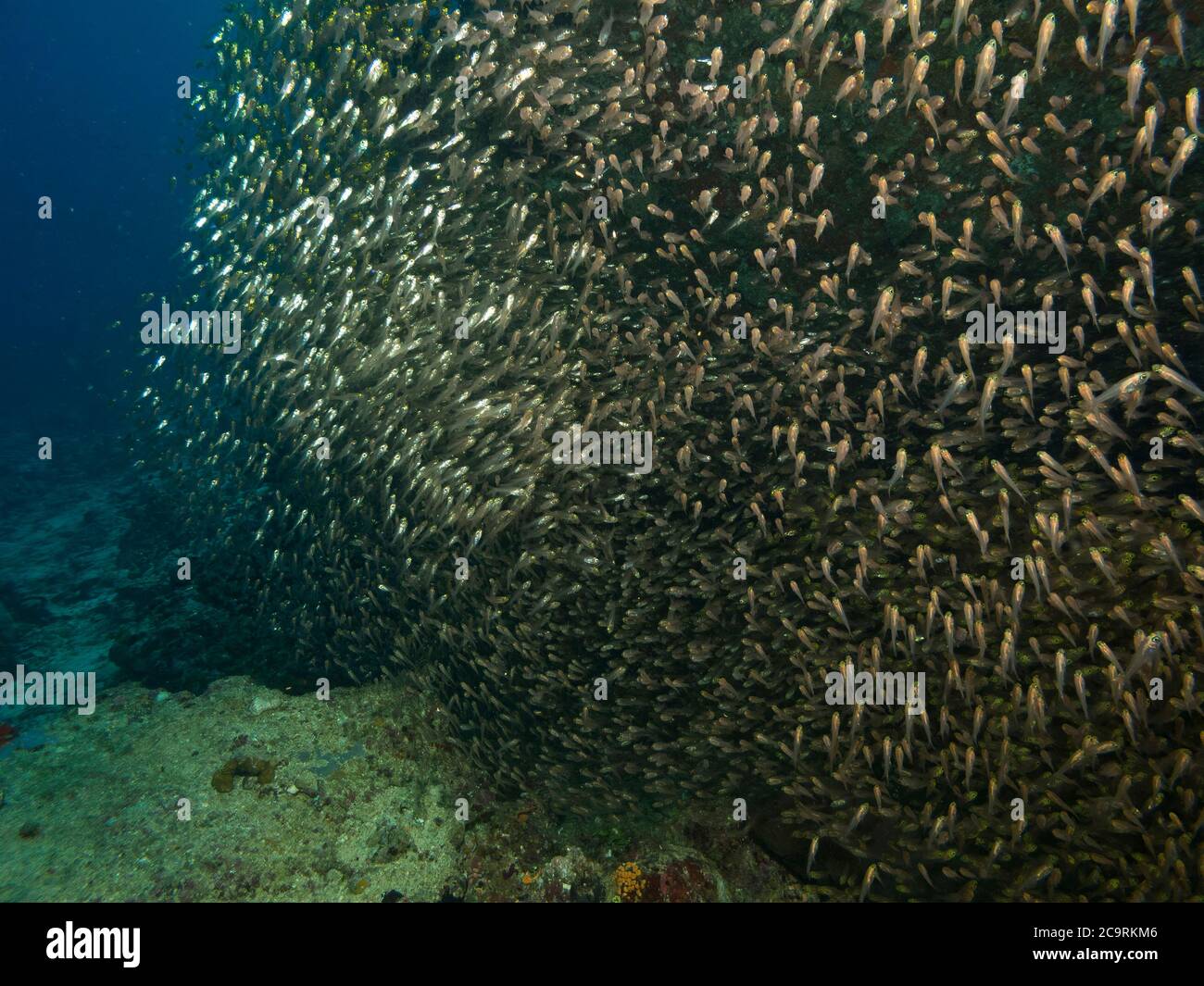 School of Golden Sweepers, Parapriacanthus ransonneti, Bathala ...