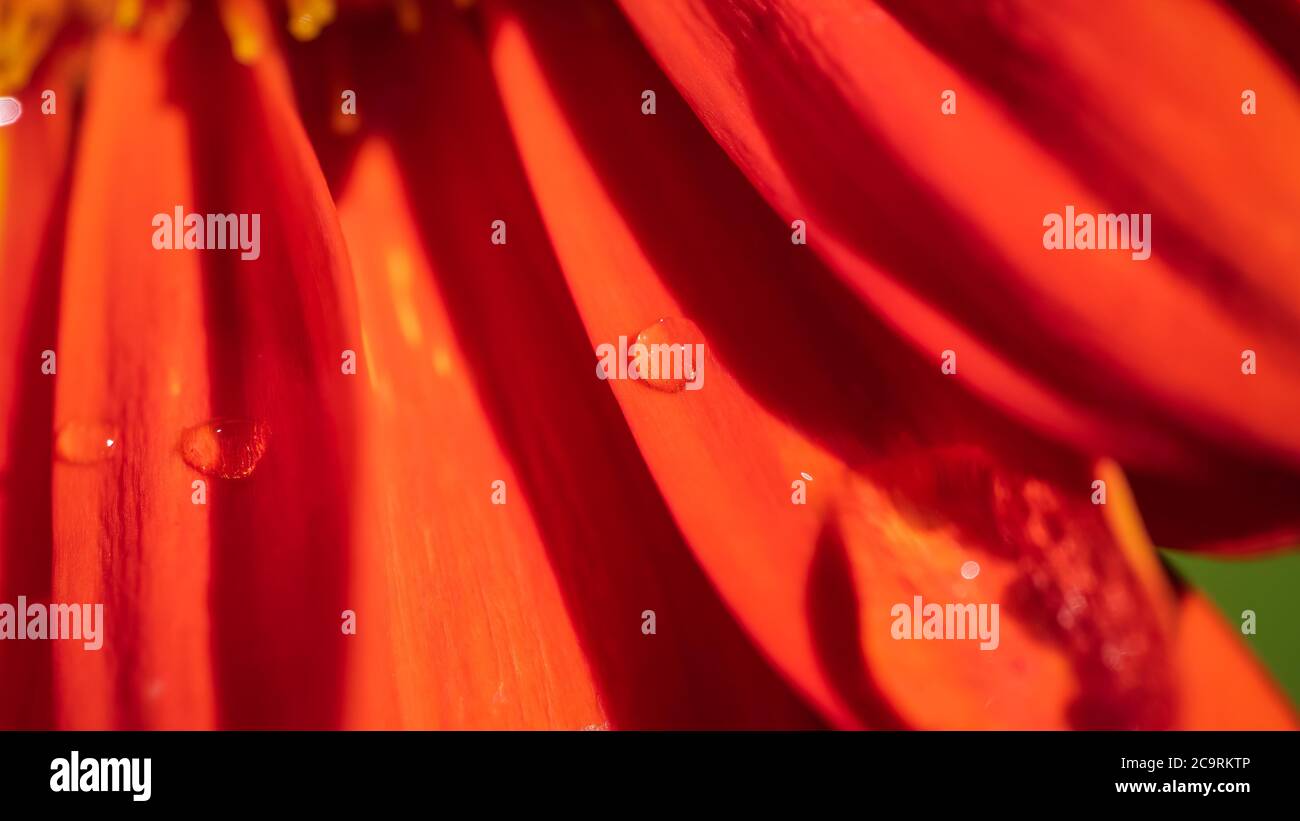 African Gerbera with some water on it Stock Photo - Alamy