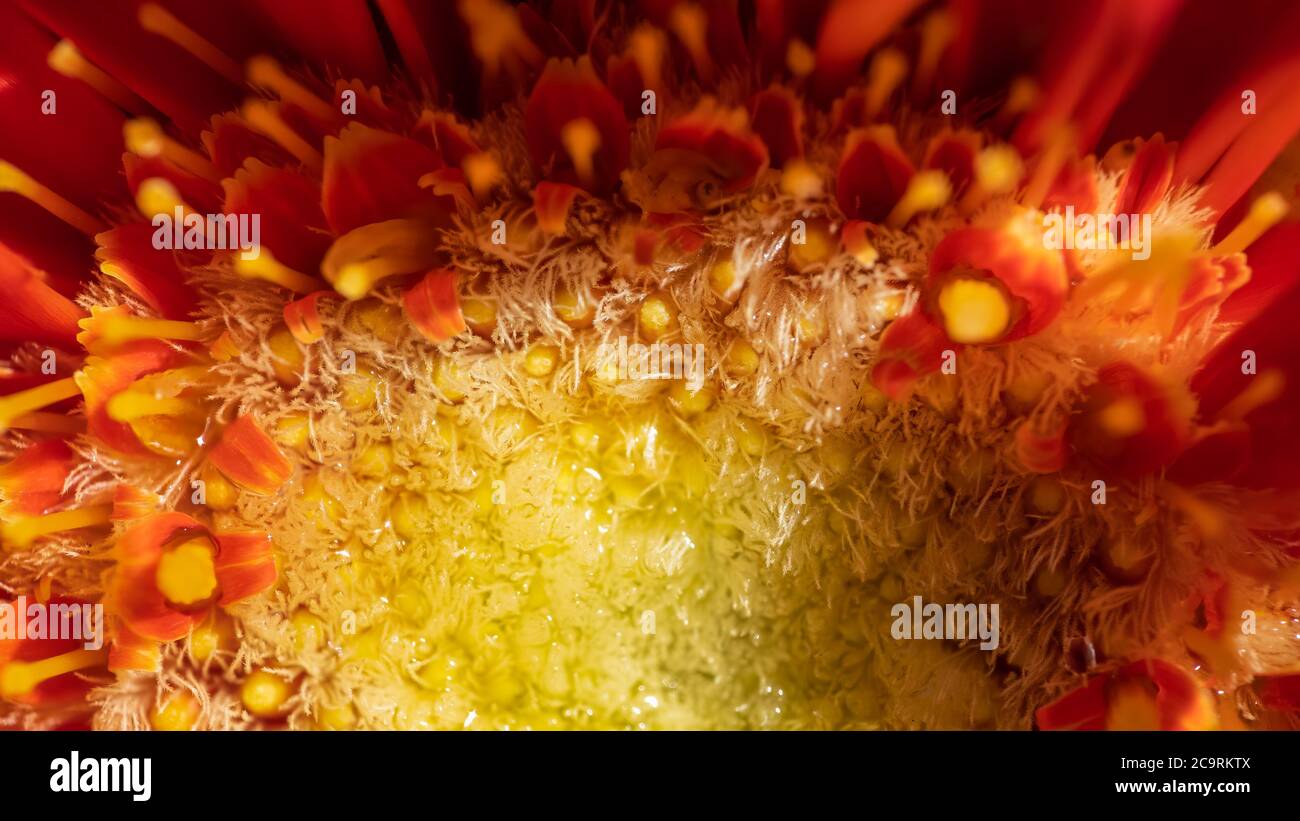 African Gerbera with some water on it Stock Photo - Alamy