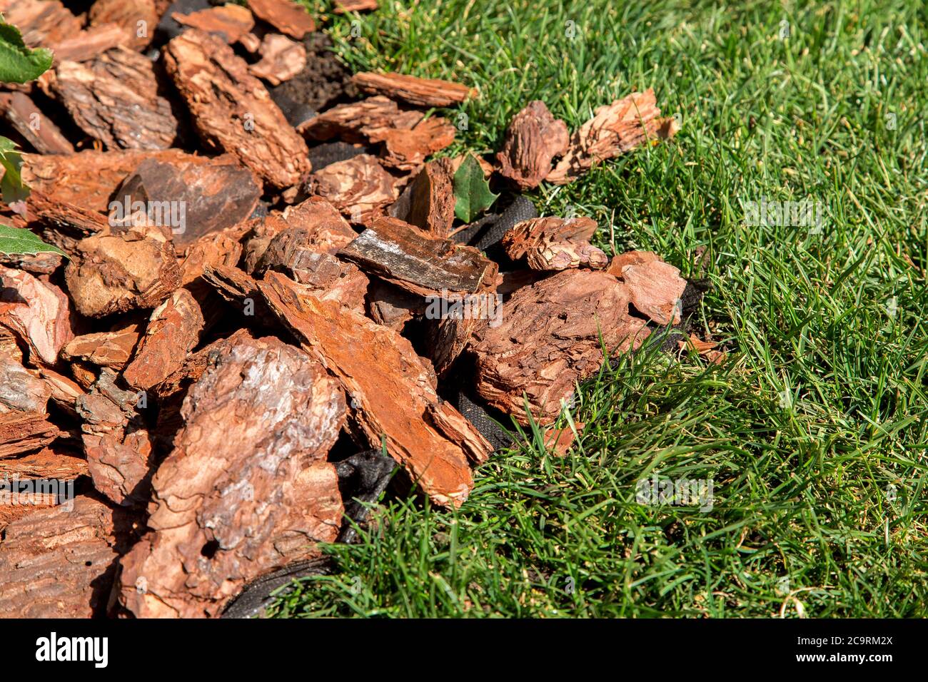 Mulching of the lawn with a green grass the crushed bark of trees ...