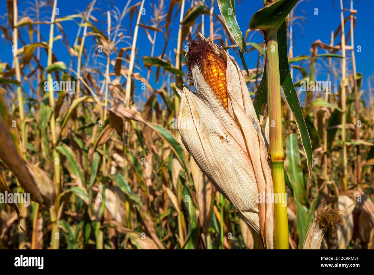 Corn, the field of corn with a ripe harvest of ears of grain crops ...