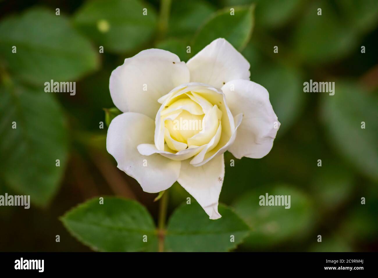 A beautiful rose in an English park in Wolverhampton Stock Photo - Alamy