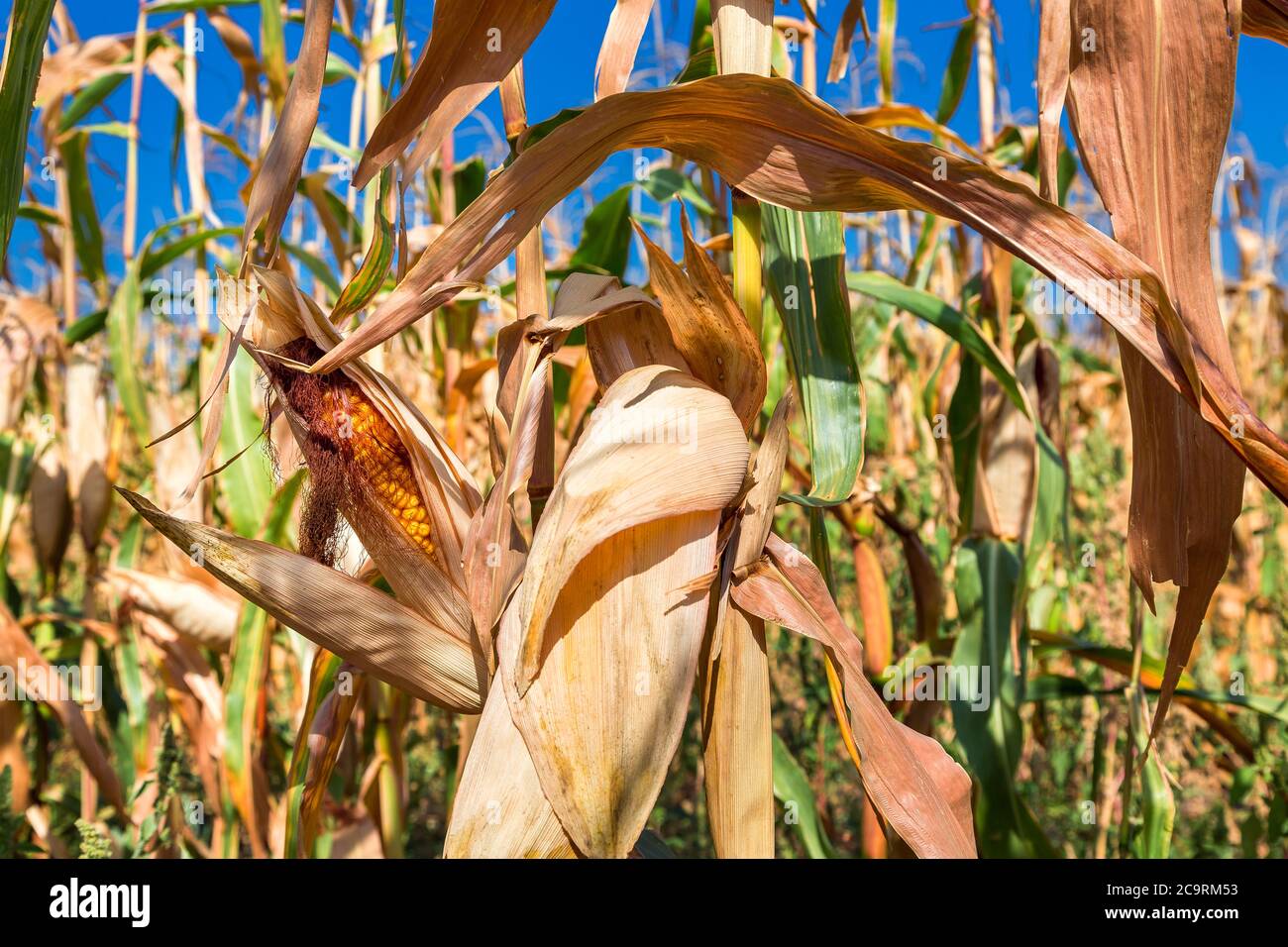 Corn, the field of corn with a ripe harvest of ears of grain crops ...