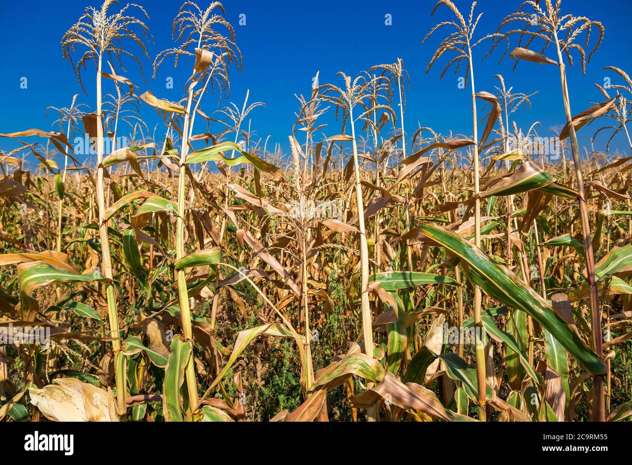 Corn, the field of corn with a ripe harvest of ears of grain crops ...
