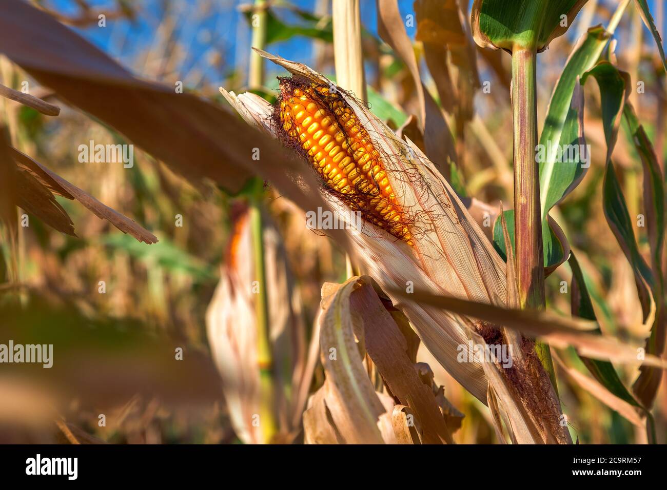 Corn, the field of corn with a ripe harvest of ears of grain crops ...