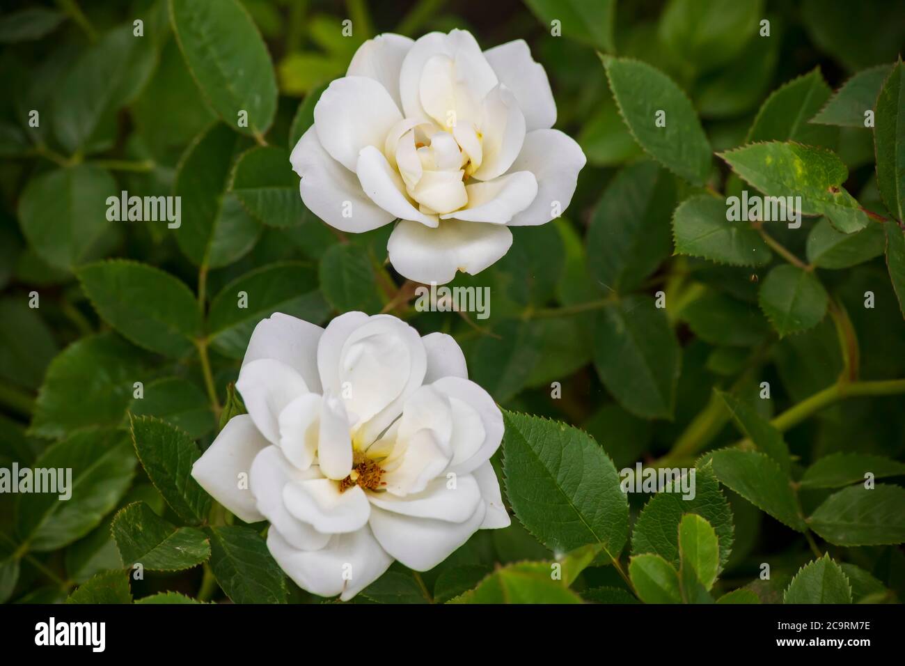 A beautiful rose in an English park in Wolverhampton Stock Photo - Alamy