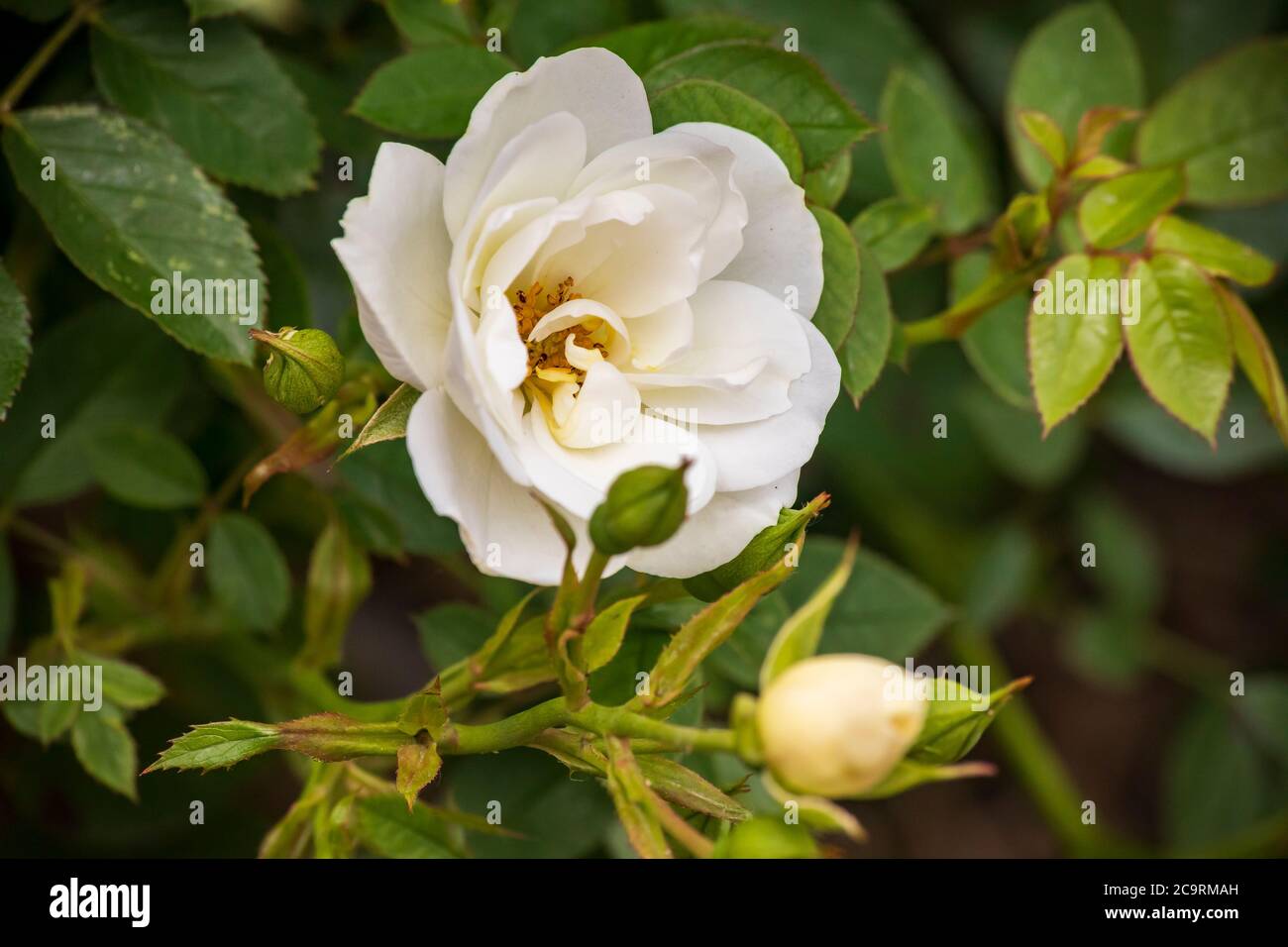 A beautiful rose in an English park in Wolverhampton Stock Photo - Alamy