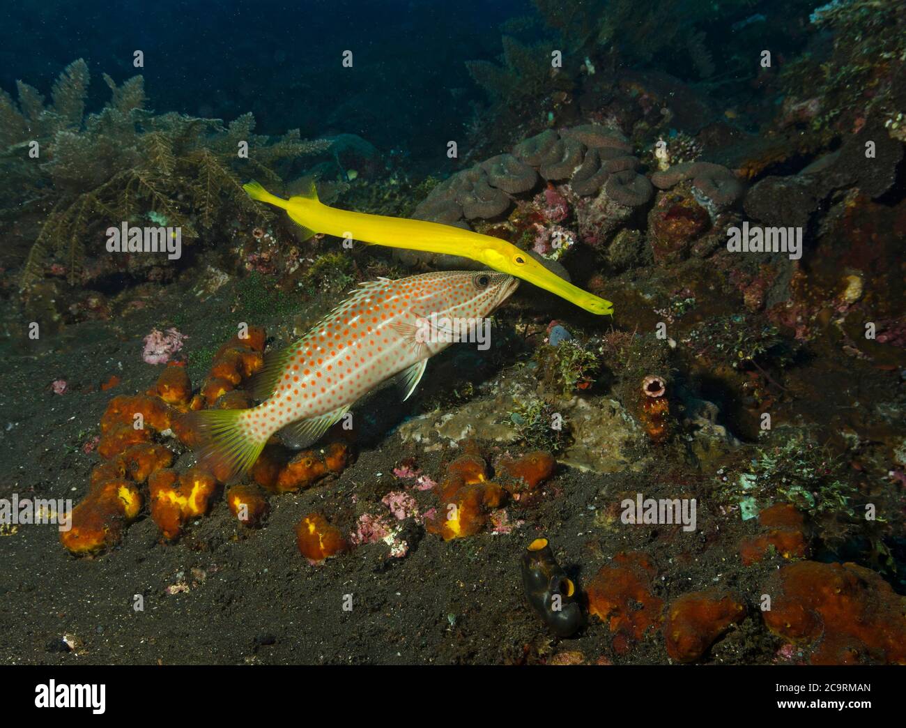 Yellow grouper hi-res stock photography and images - Alamy