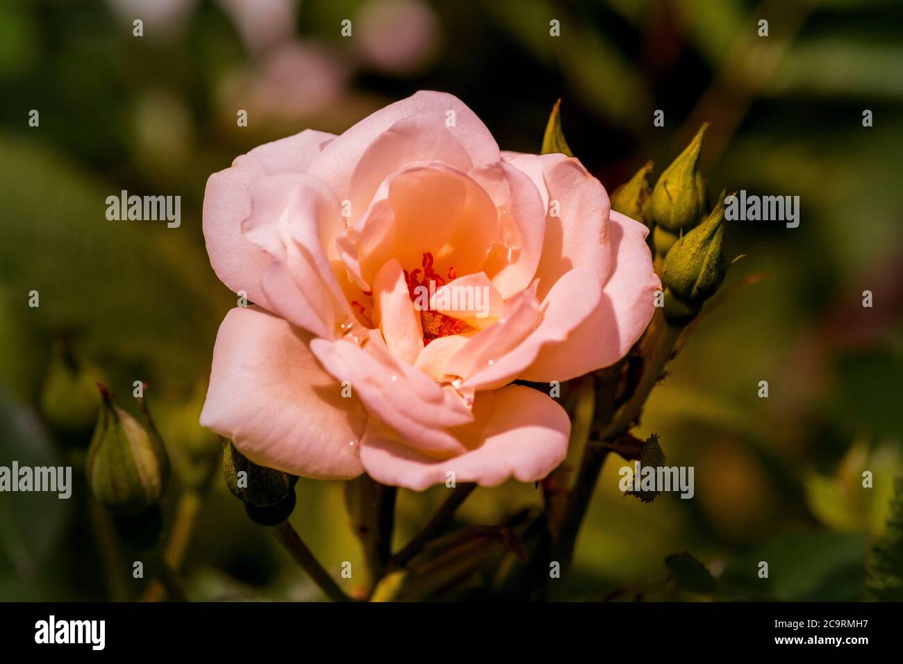 A beautiful rose in an English park in Wolverhampton Stock Photo - Alamy