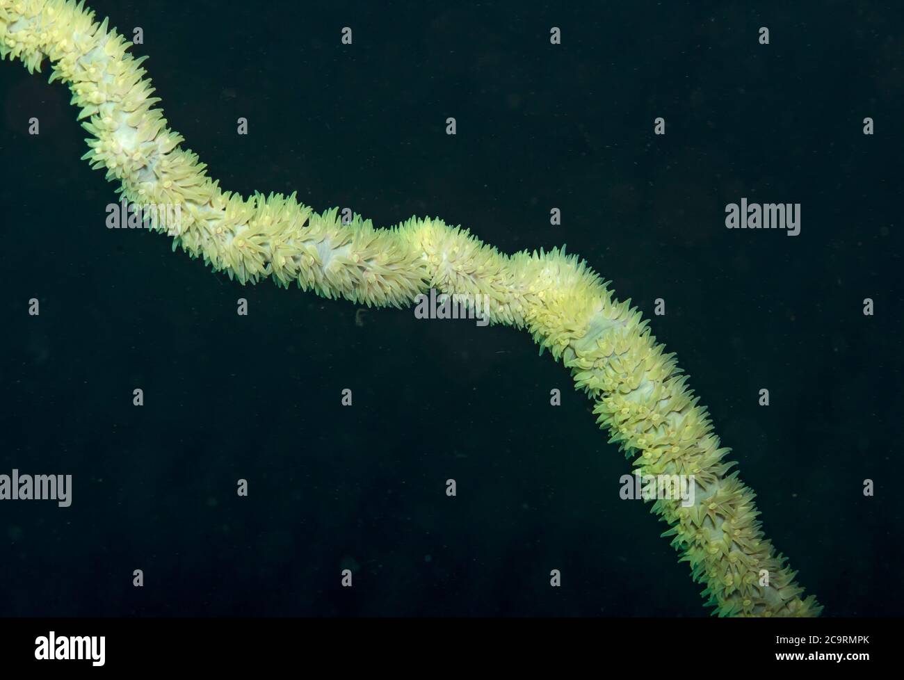 Yellow wire coral, Cirrhipathes anguina, Tulamben, Bali Stock Photo - Alamy