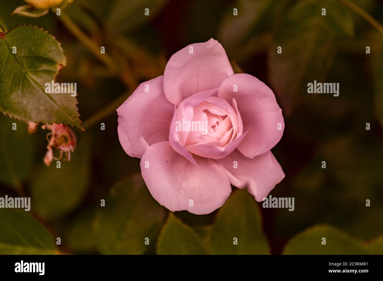 A beautiful rose in an English park in Wolverhampton Stock Photo - Alamy
