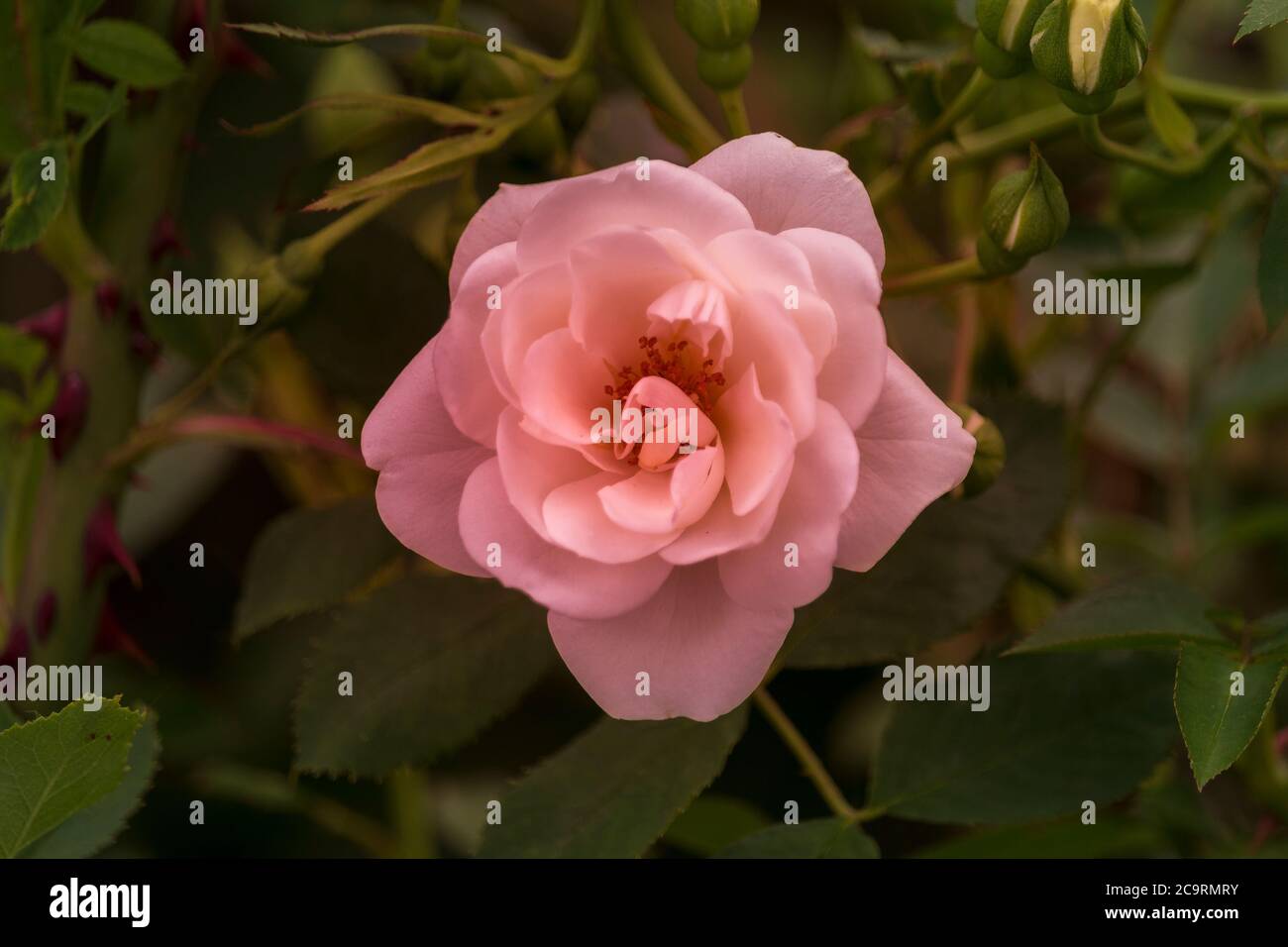 A beautiful rose in an English park in Wolverhampton Stock Photo - Alamy
