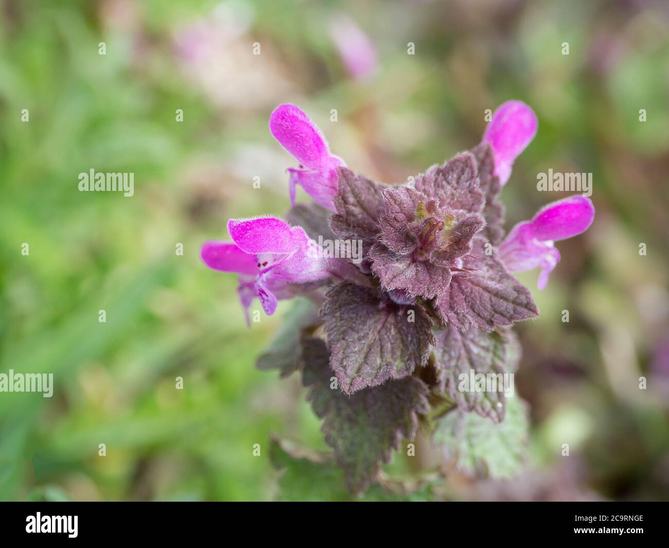close up macro pink Lamium purpureum known as red dead-nettle, purple ...