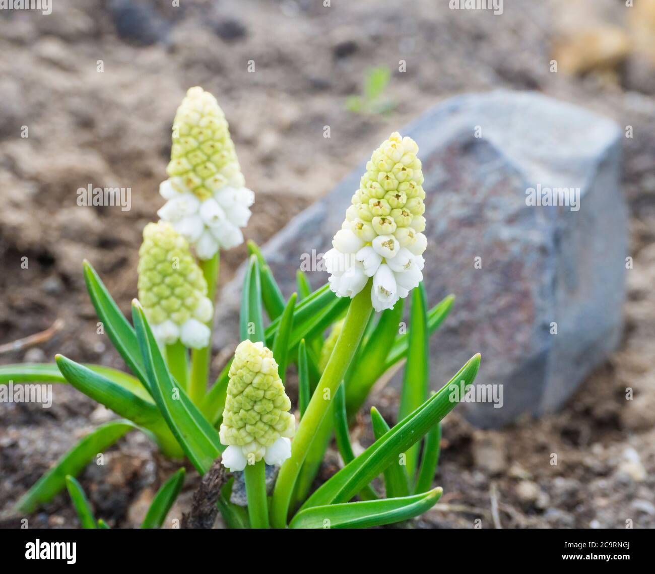 Close up blooming white grape hyacinth flower in rock garden, Muscari ...