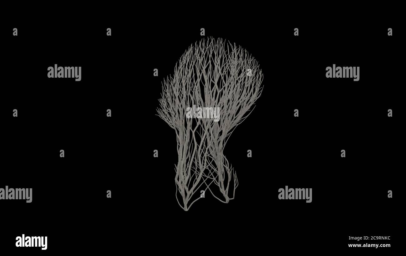 Growing Tree in a shape of Head. Eco Concept. Medical Concept. 3D ...