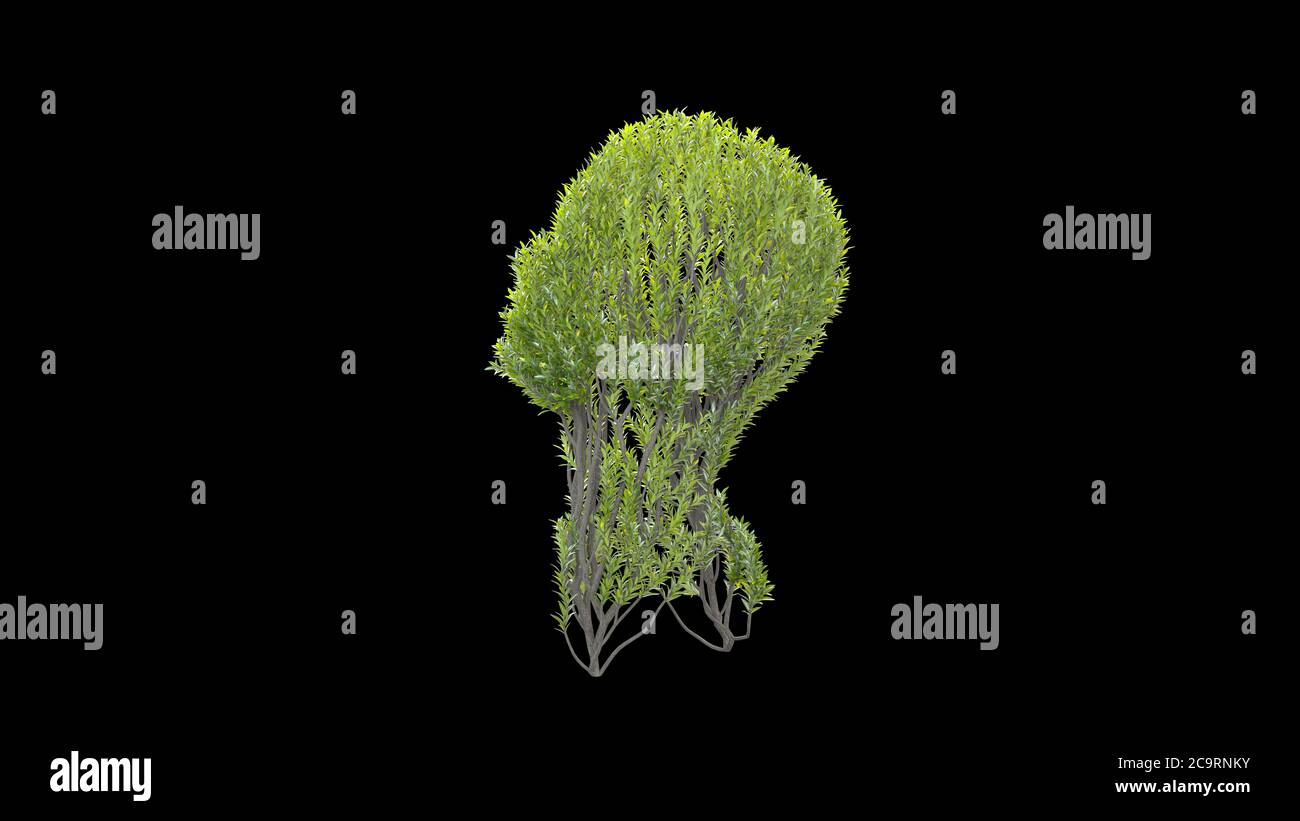 Growing Tree in a shape of Head. Eco Concept. Medical Concept. 3D ...