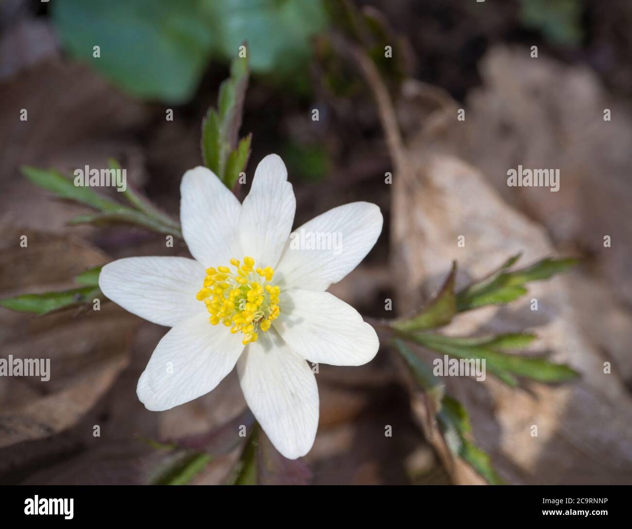 close up single white wood anemone flower(Anemone nemorosa), selective ...
