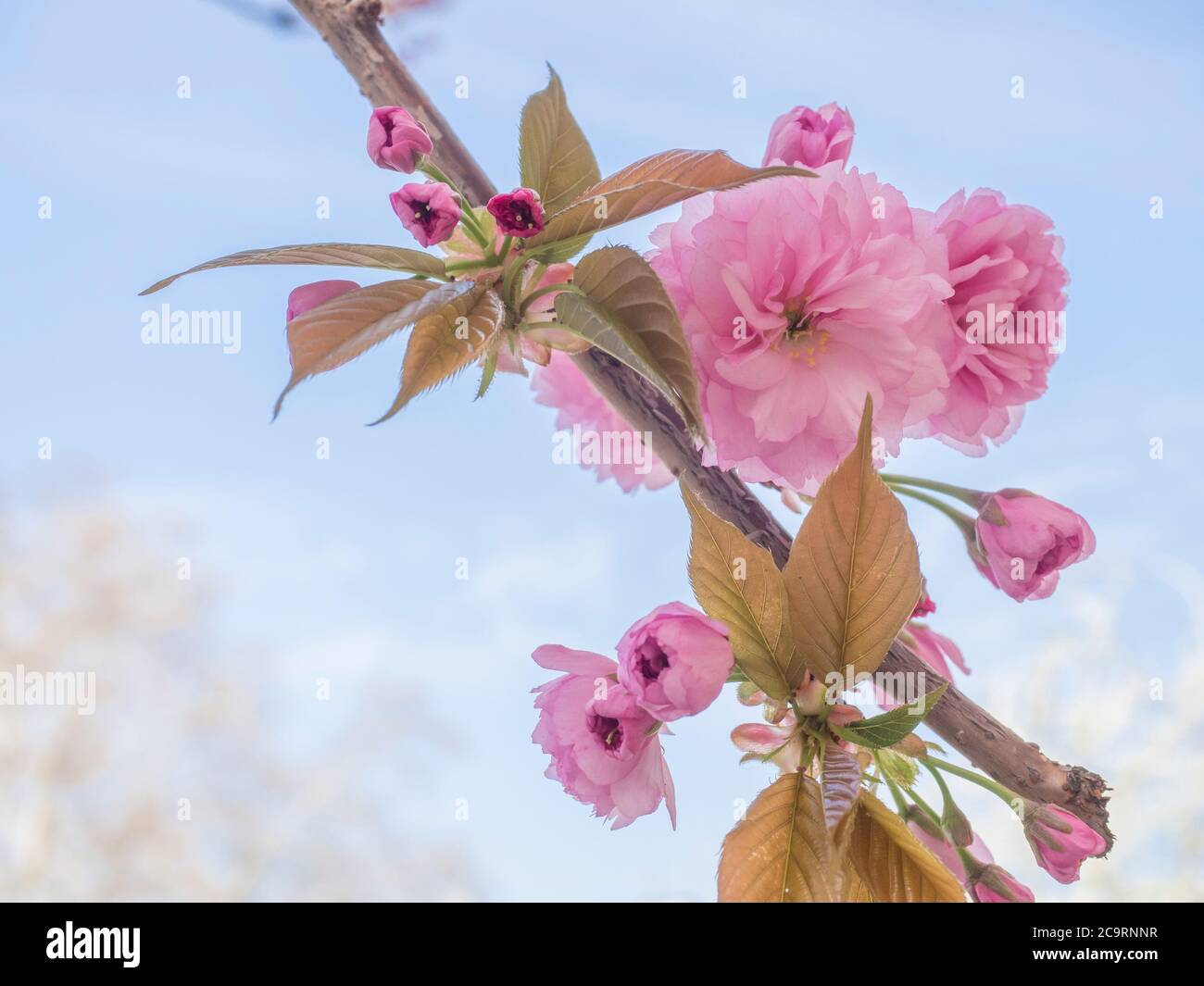 close up blooming pink sakura cherry blossom or Japanese cherry bud ...