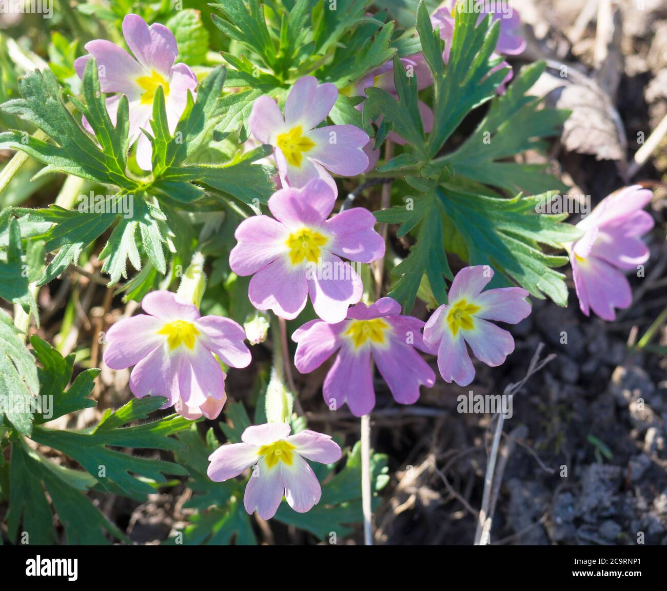 close up blooming pink primarosa spring flowers, selective focus Stock ...