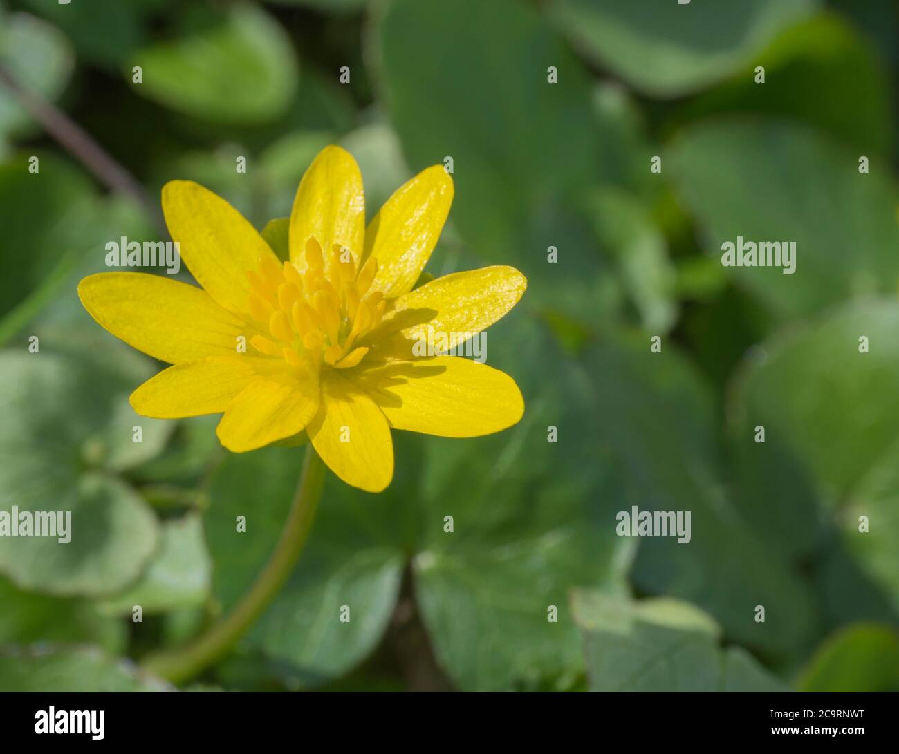 single close up yellow marsh marigold spring flower selective focus ...