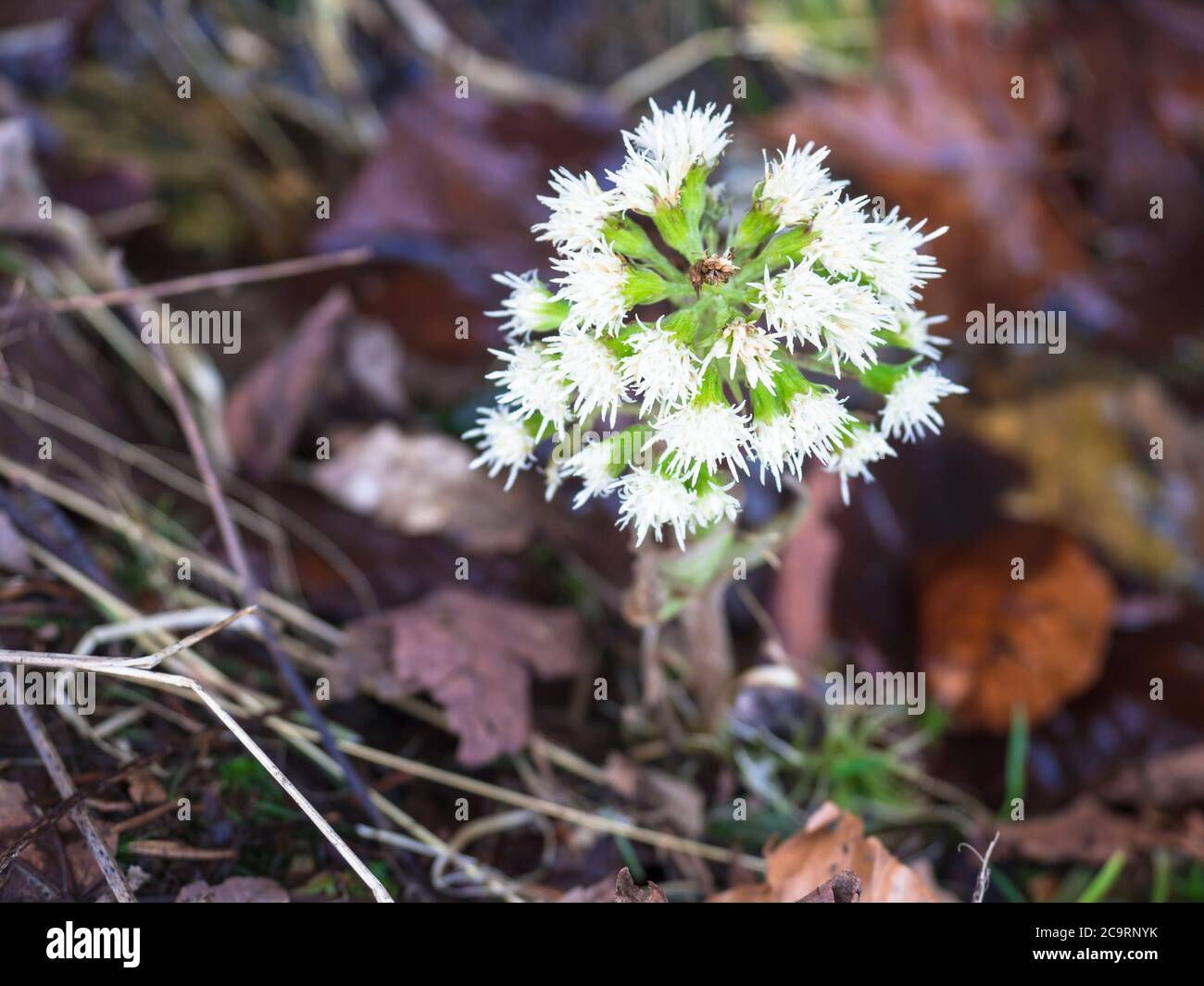 Close up of small white forest flower. Spring plants in the forest ...