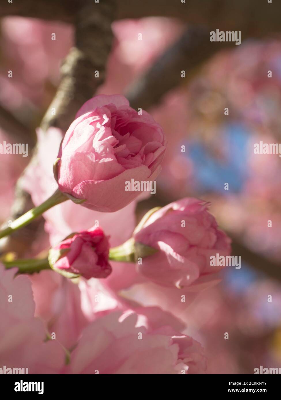 close up blooming pink sakura cherry blossom or Japanese cherry bud ...
