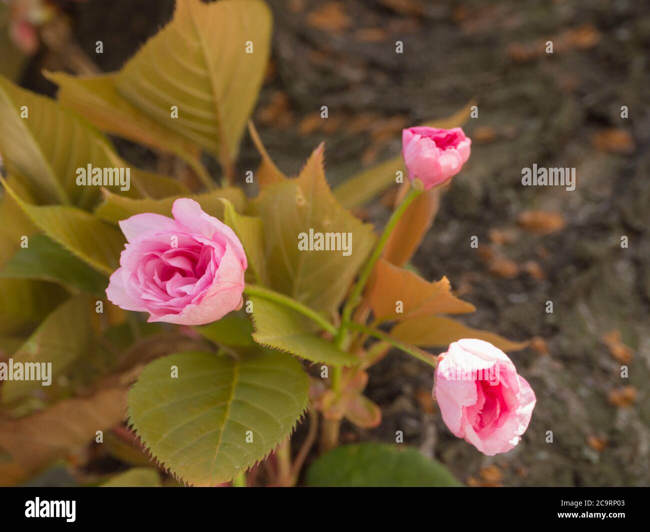 close up blooming pink sakura cherry blossom or Japanese cherry bud ...