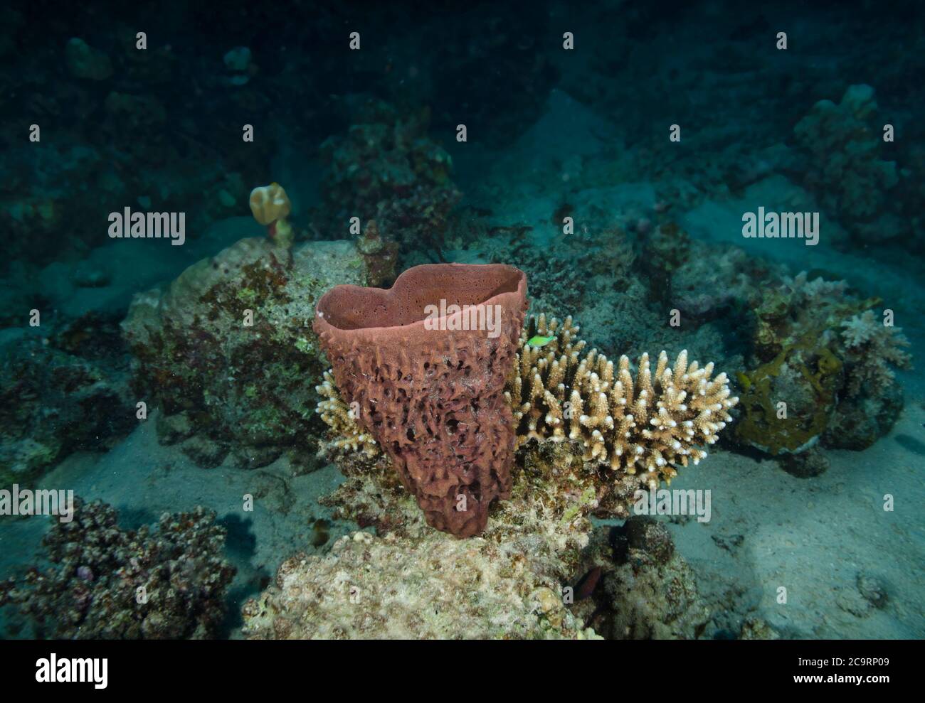 Giant barrel sponge, Xestospongia muta, on coral reef, Tulamben, Bali ...